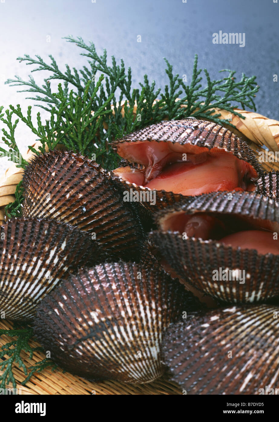 Ark shell hi-res stock photography and images - Alamy