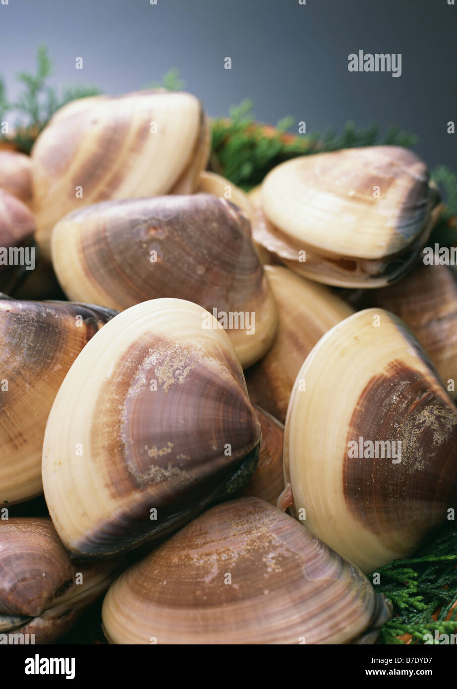 Asiatic Hard Shelled Clam Stock Photo - Alamy