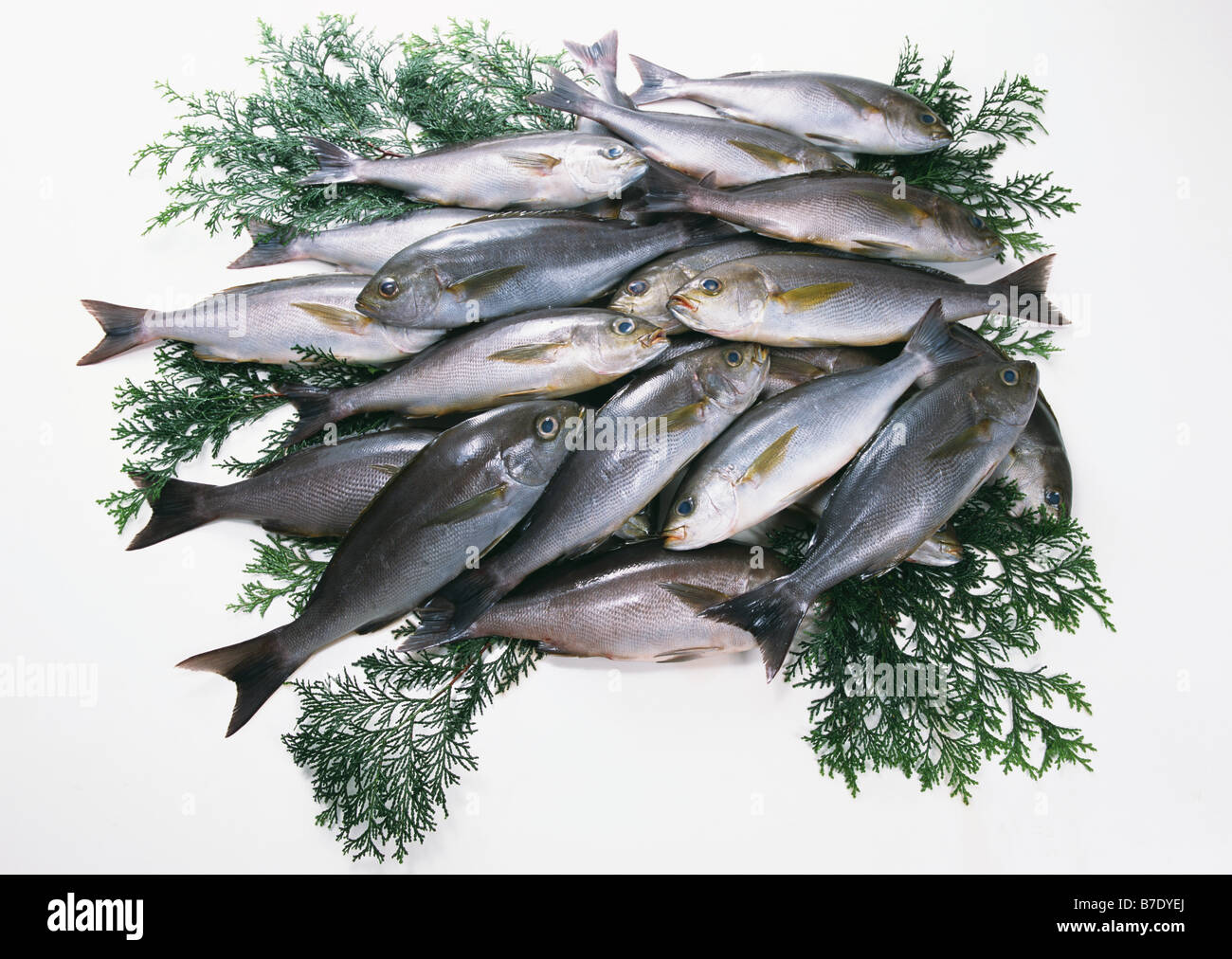 Grunt style hi-res stock photography and images - Alamy