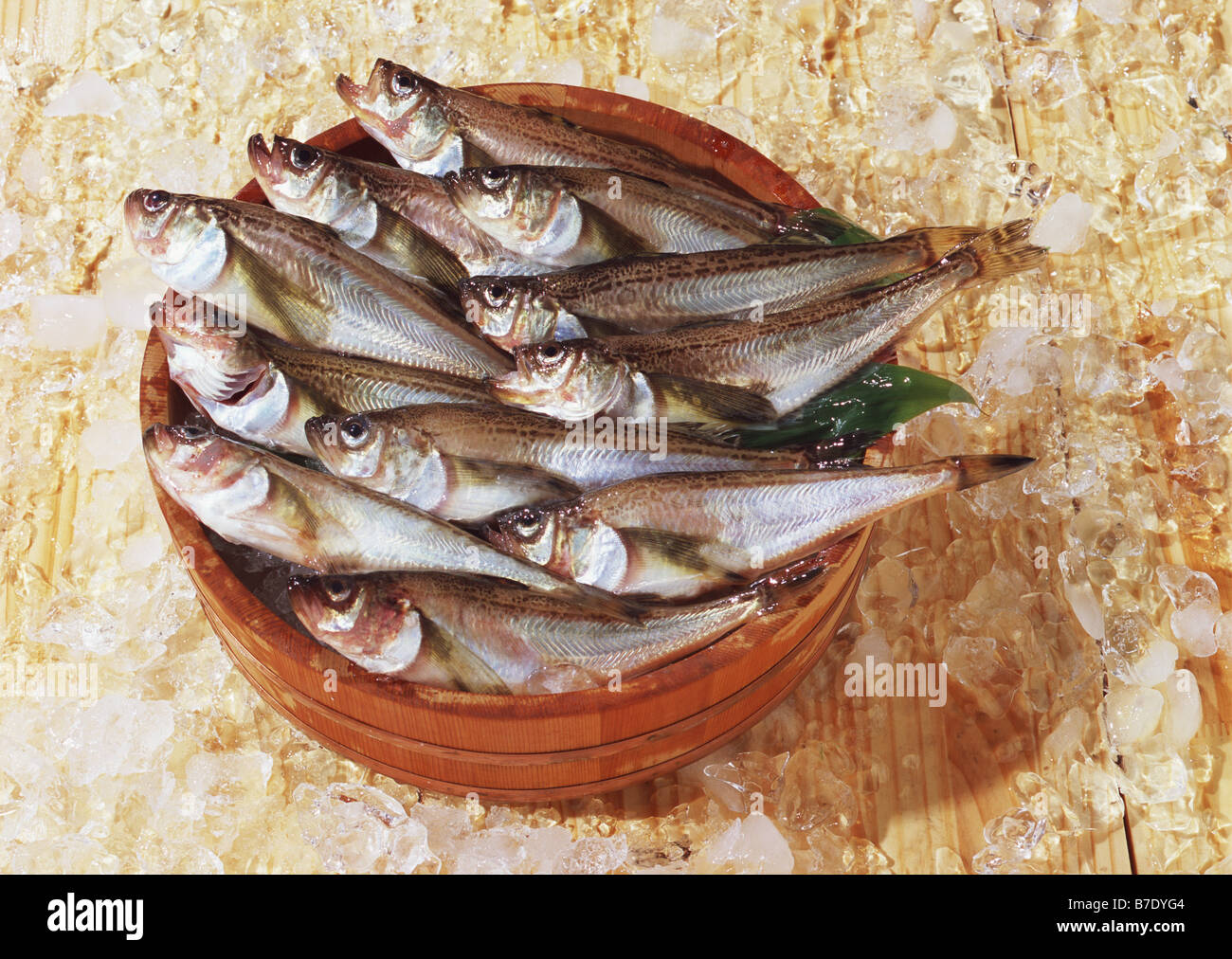 Sandfish hi-res stock photography and images - Alamy