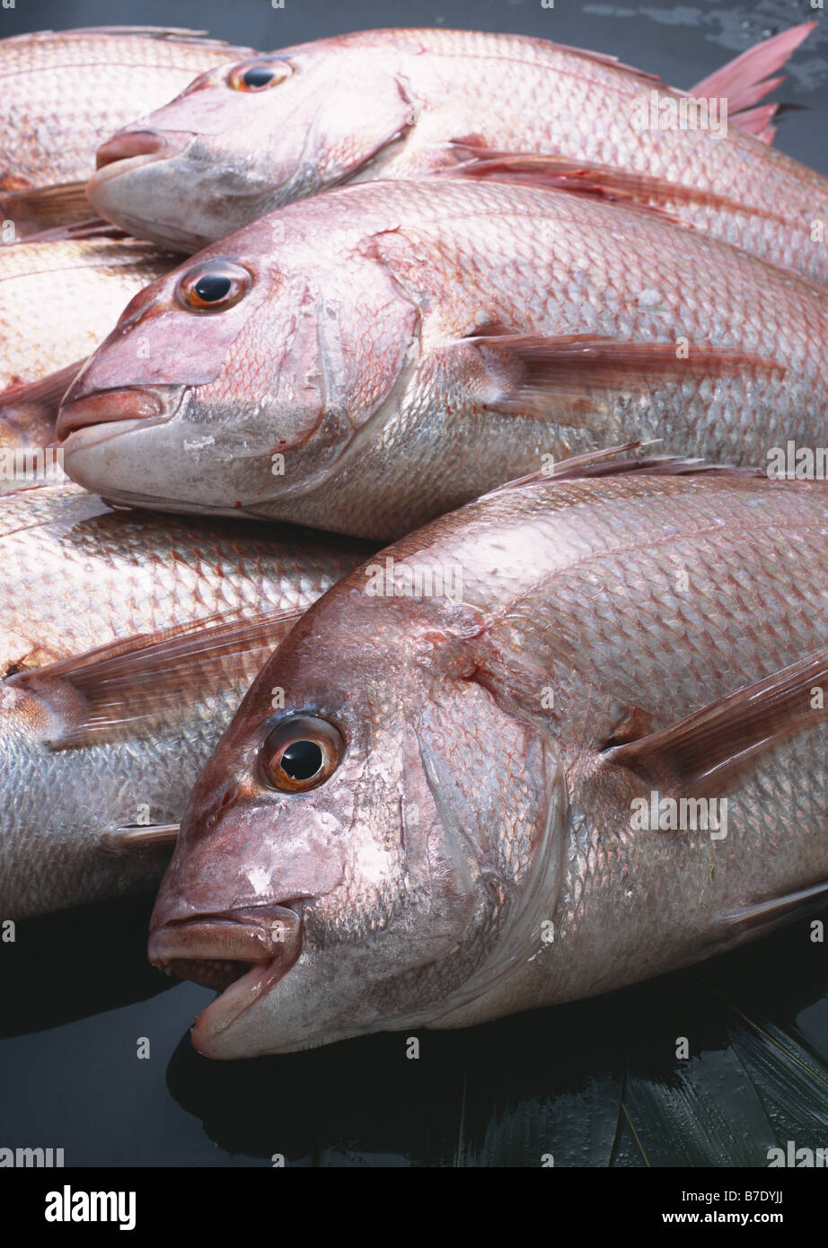Red Sea Bream Stock Photo - Alamy