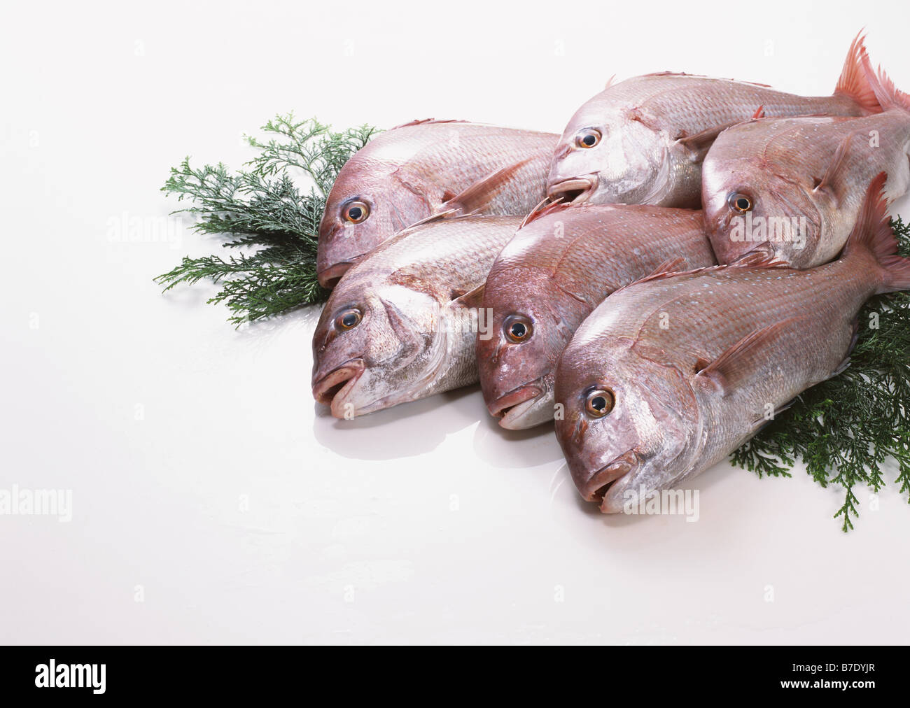 Red Sea Bream Stock Photo - Alamy
