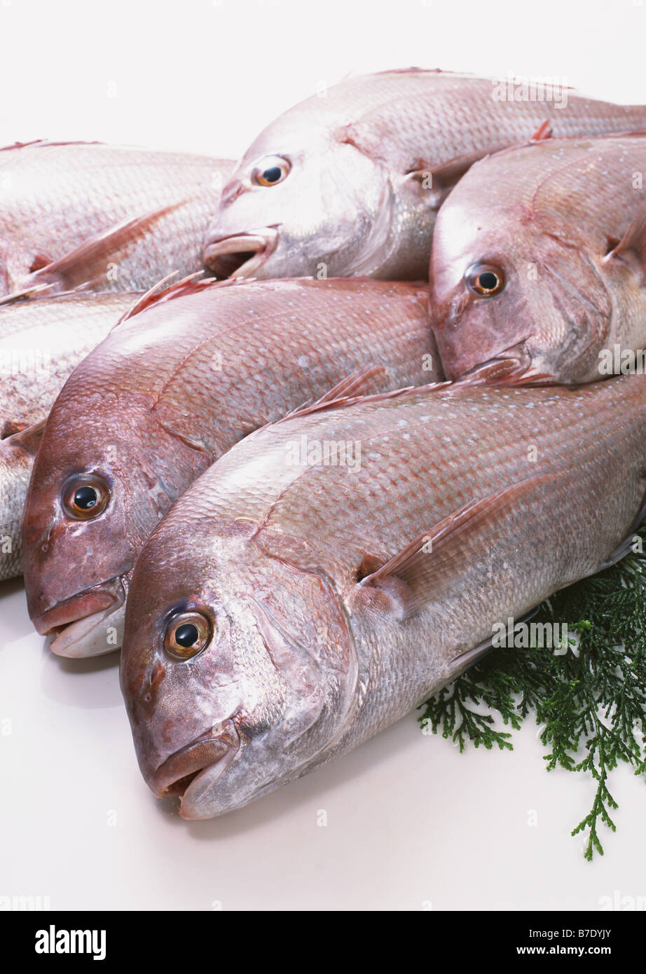 Red Sea Bream Stock Photo - Alamy