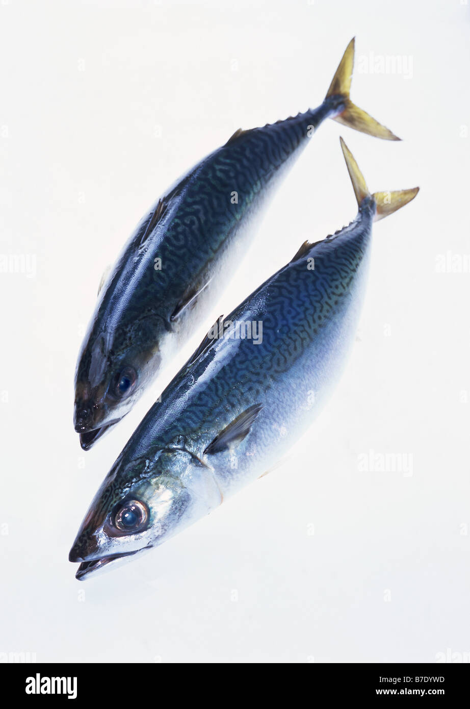 Common mackerel hi-res stock photography and images - Alamy