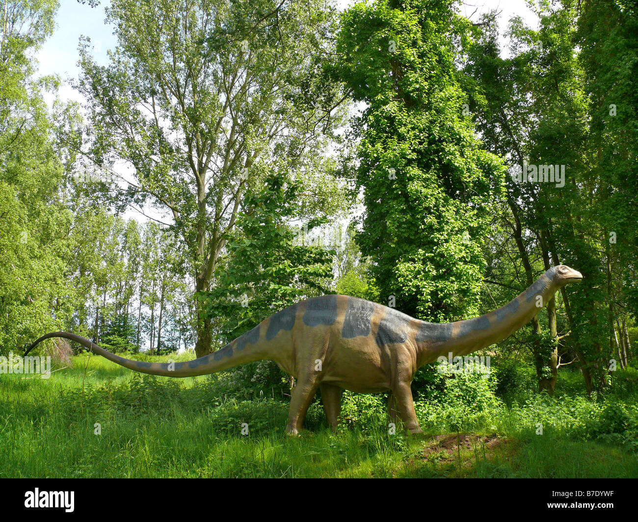 Apatosaurus, Brontosaurus (Apatosaurus, Brontosaurus), standing on a ...