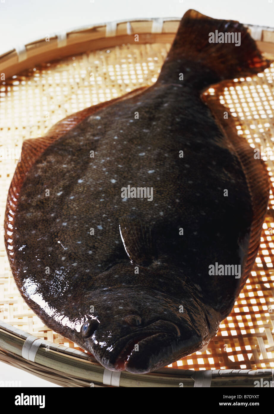 Japanese flatfish hi-res stock photography and images - Alamy