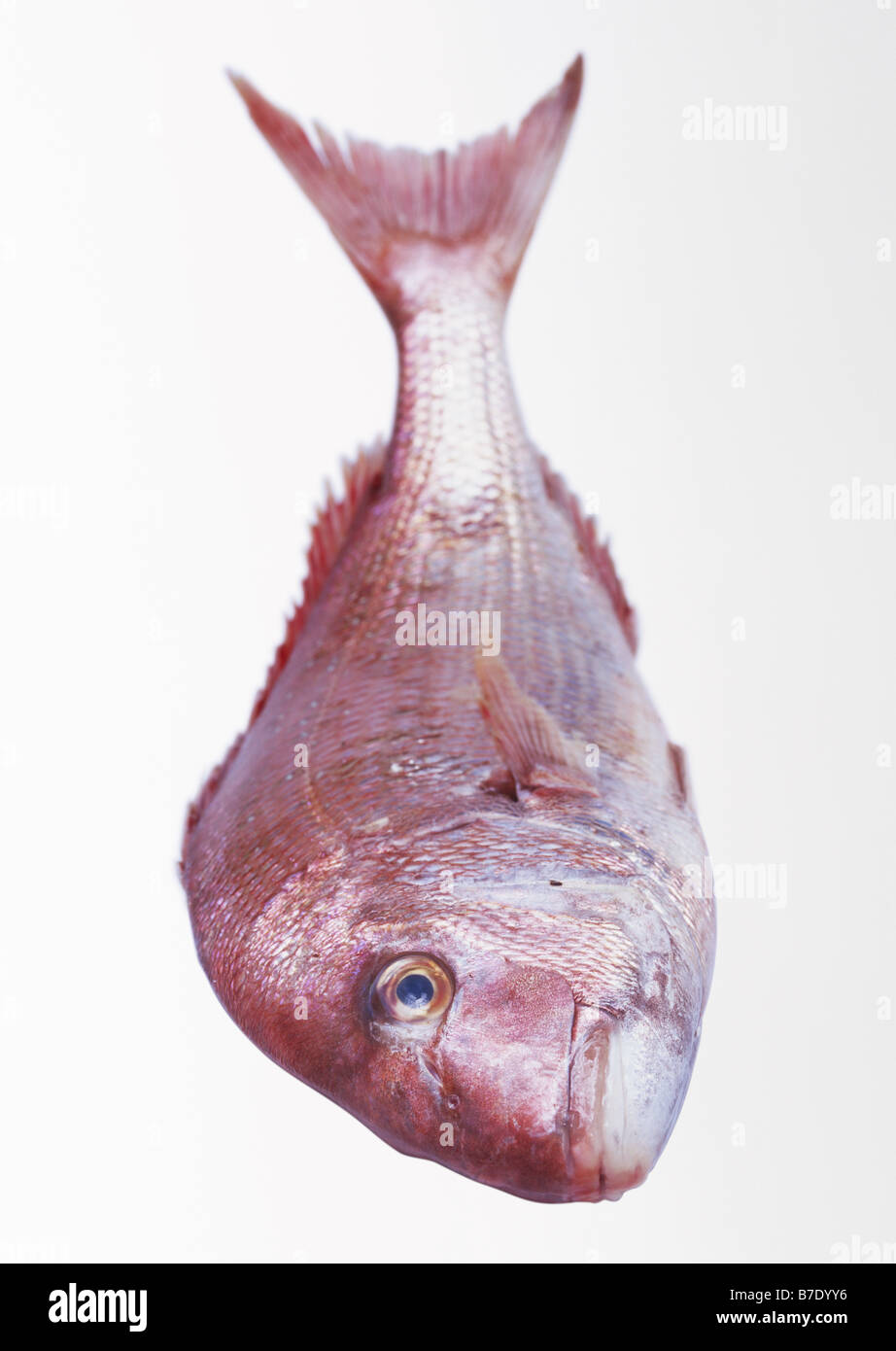 Red Sea Bream Stock Photo - Alamy