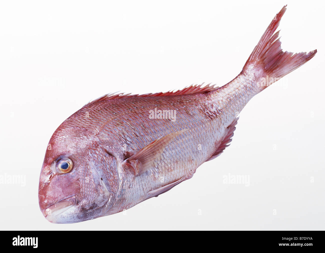 Red Sea Bream Stock Photo - Alamy