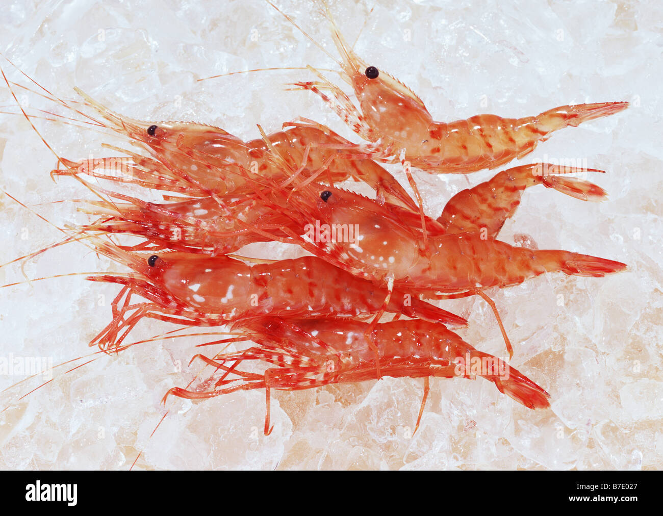 Botan shrimp hi-res stock photography and images - Alamy