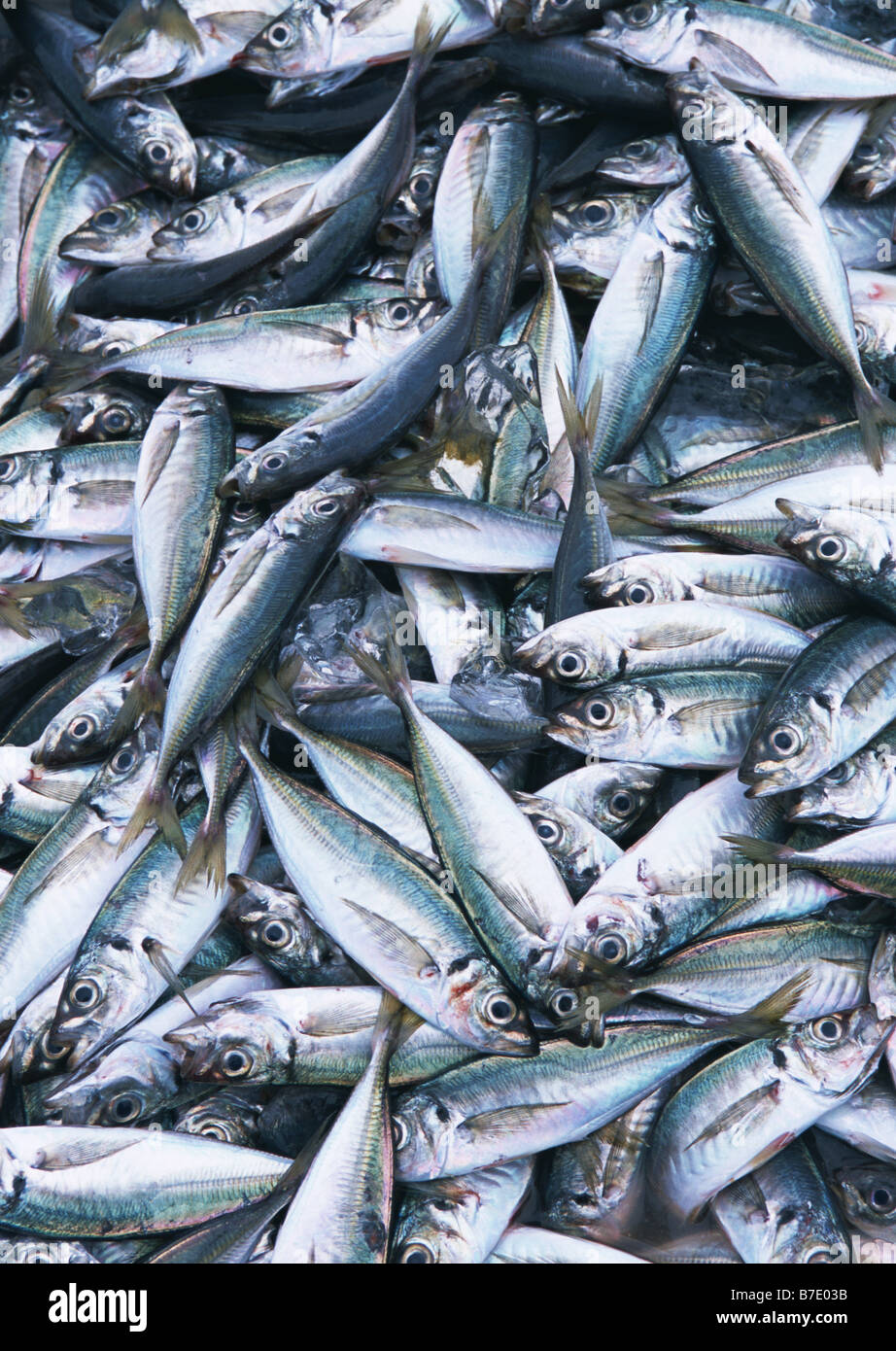 Seafood industry operation hi-res stock photography and images - Alamy