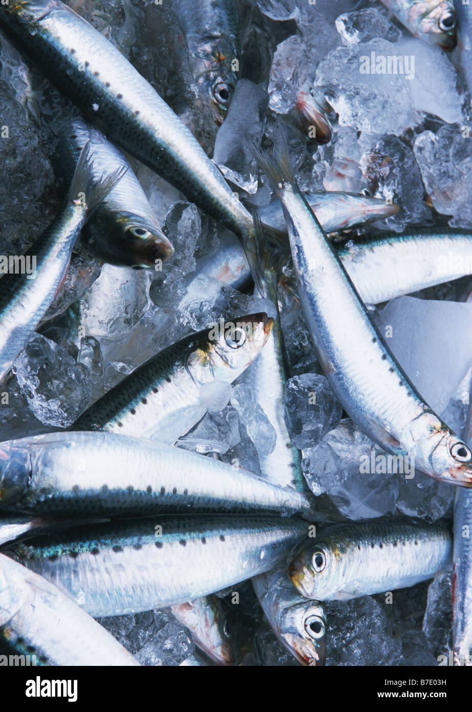 Sardine production hi-res stock photography and images - Alamy