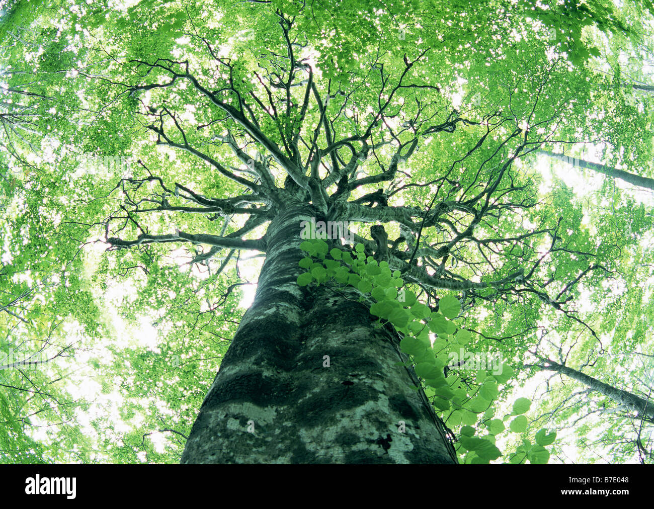 Beech stick hi-res stock photography and images - Alamy