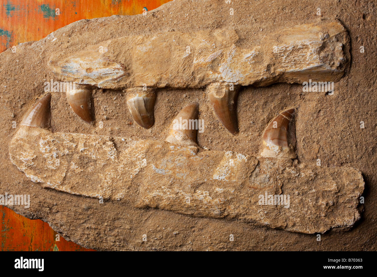 Mosasaurus teeth Stock Photo - Alamy