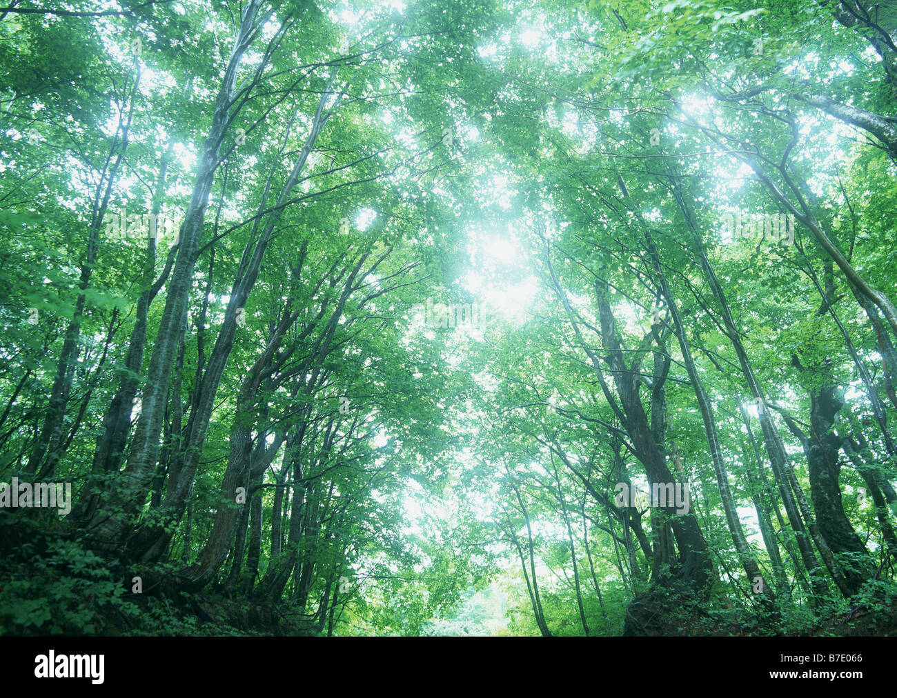 Sunlight Streaming Through the Leaves of Trees Stock Photo - Alamy