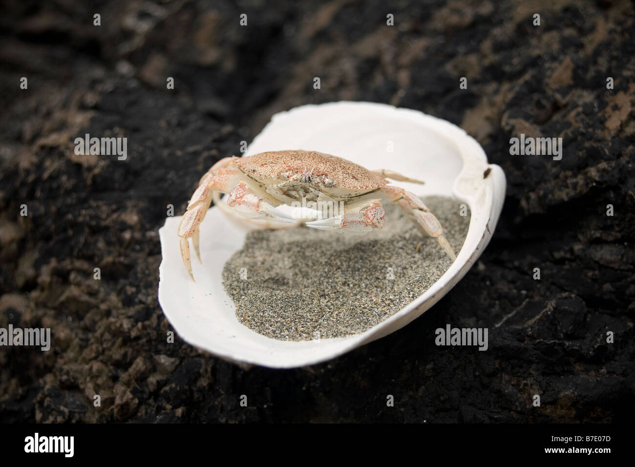 Shell Waste Stock Photos & Shell Waste Stock Images - Alamy