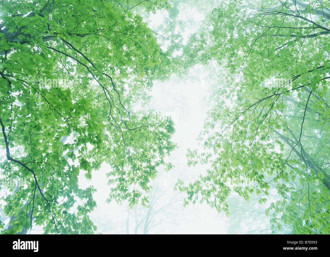 Sunlight Streaming Through the Leaves of Trees Stock Photo - Alamy