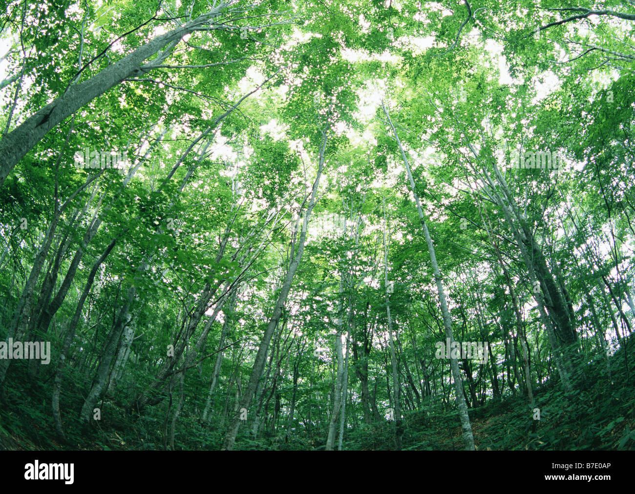 Beech tree trunk leaf inside hi-res stock photography and images - Alamy