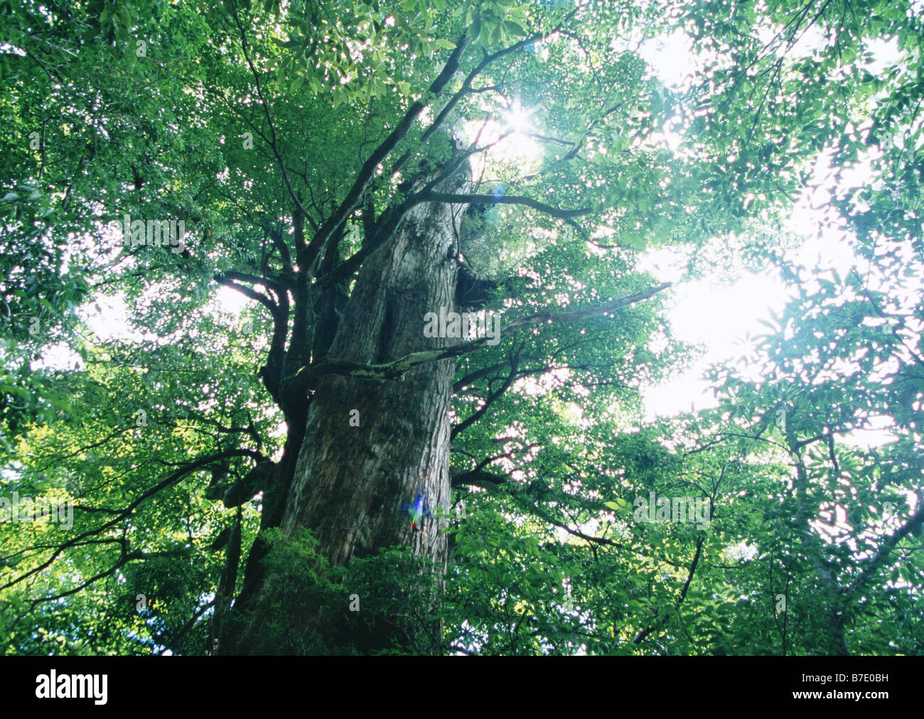 Yaku island hi-res stock photography and images - Alamy