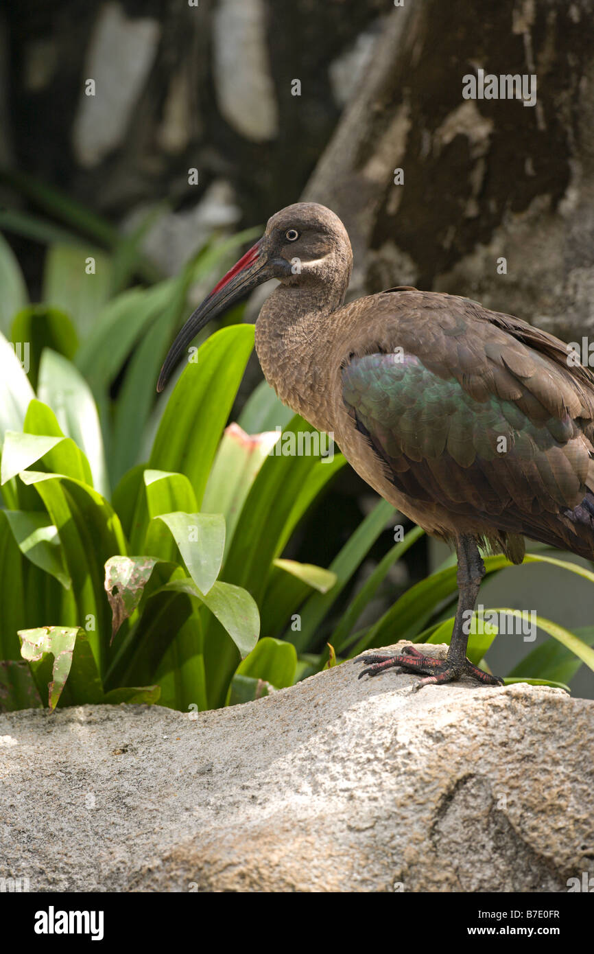 Ingangane hi-res stock photography and images - Alamy