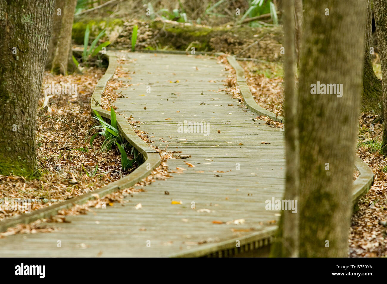Wooden plank trail hi-res stock photography and images - Alamy