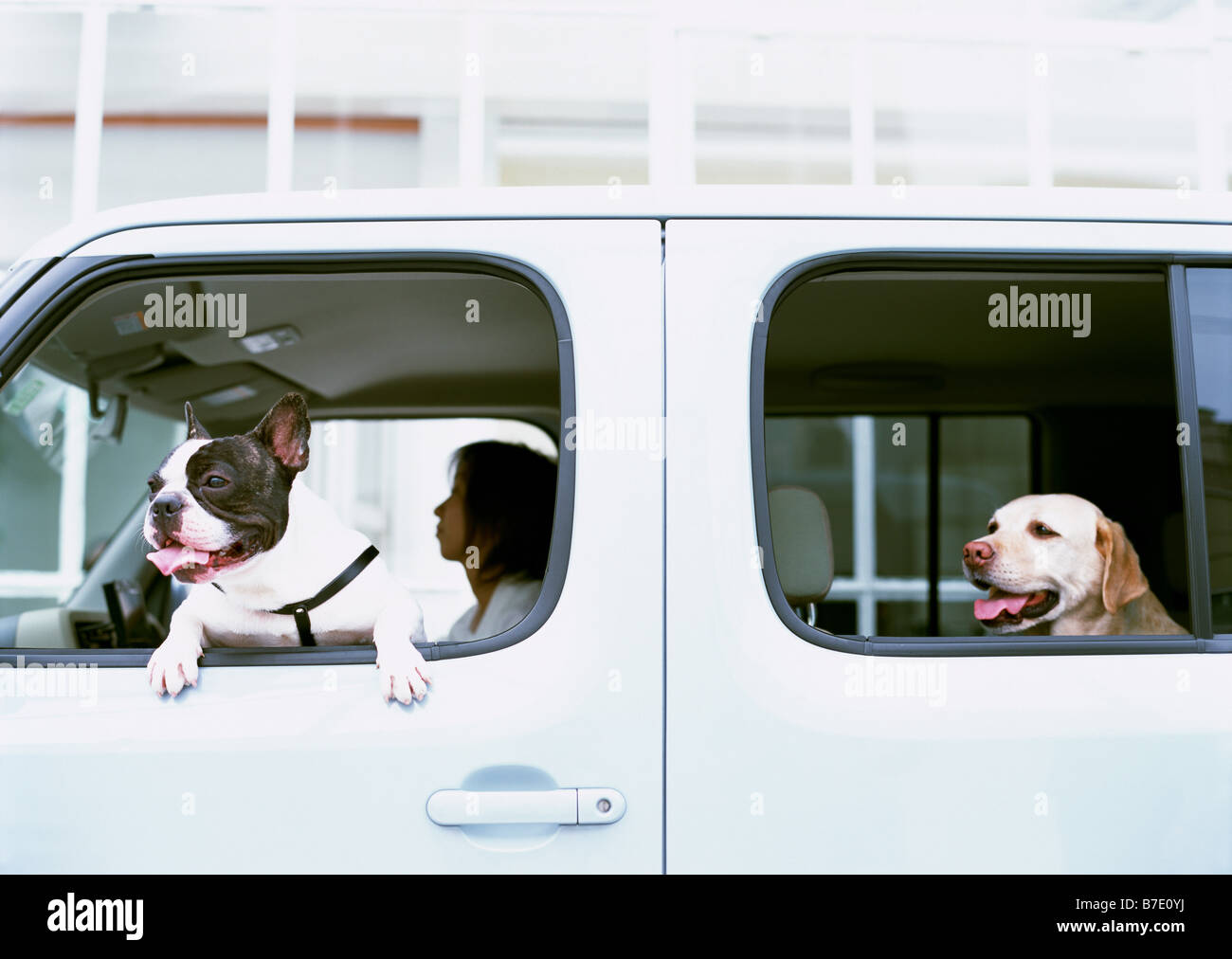 Go on a drive with dogs Stock Photo - Alamy