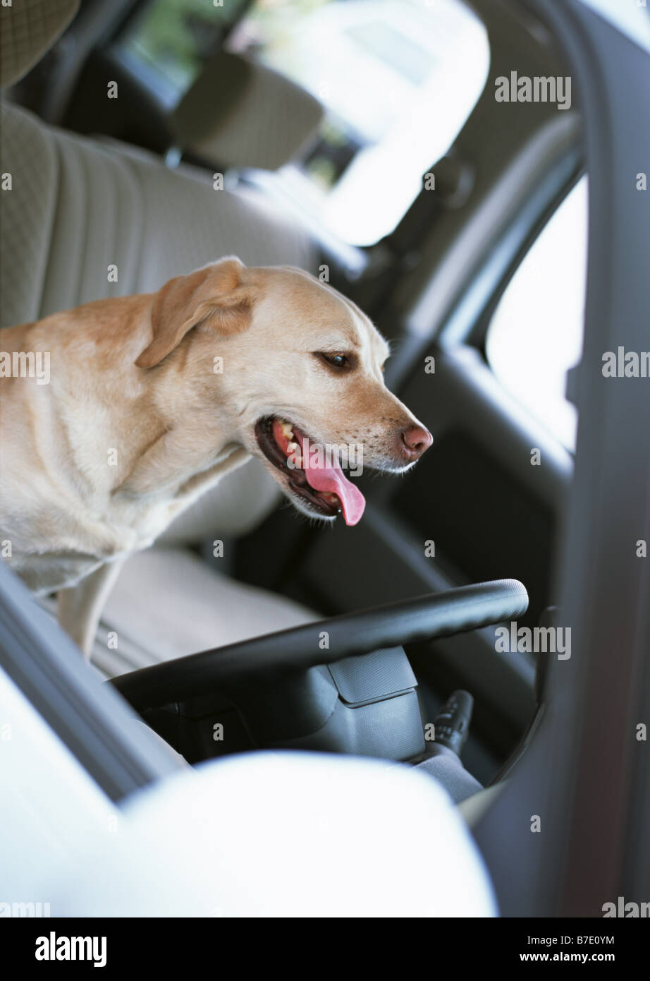 Labrador Car Window High Resolution Stock Photography and Images - Alamy