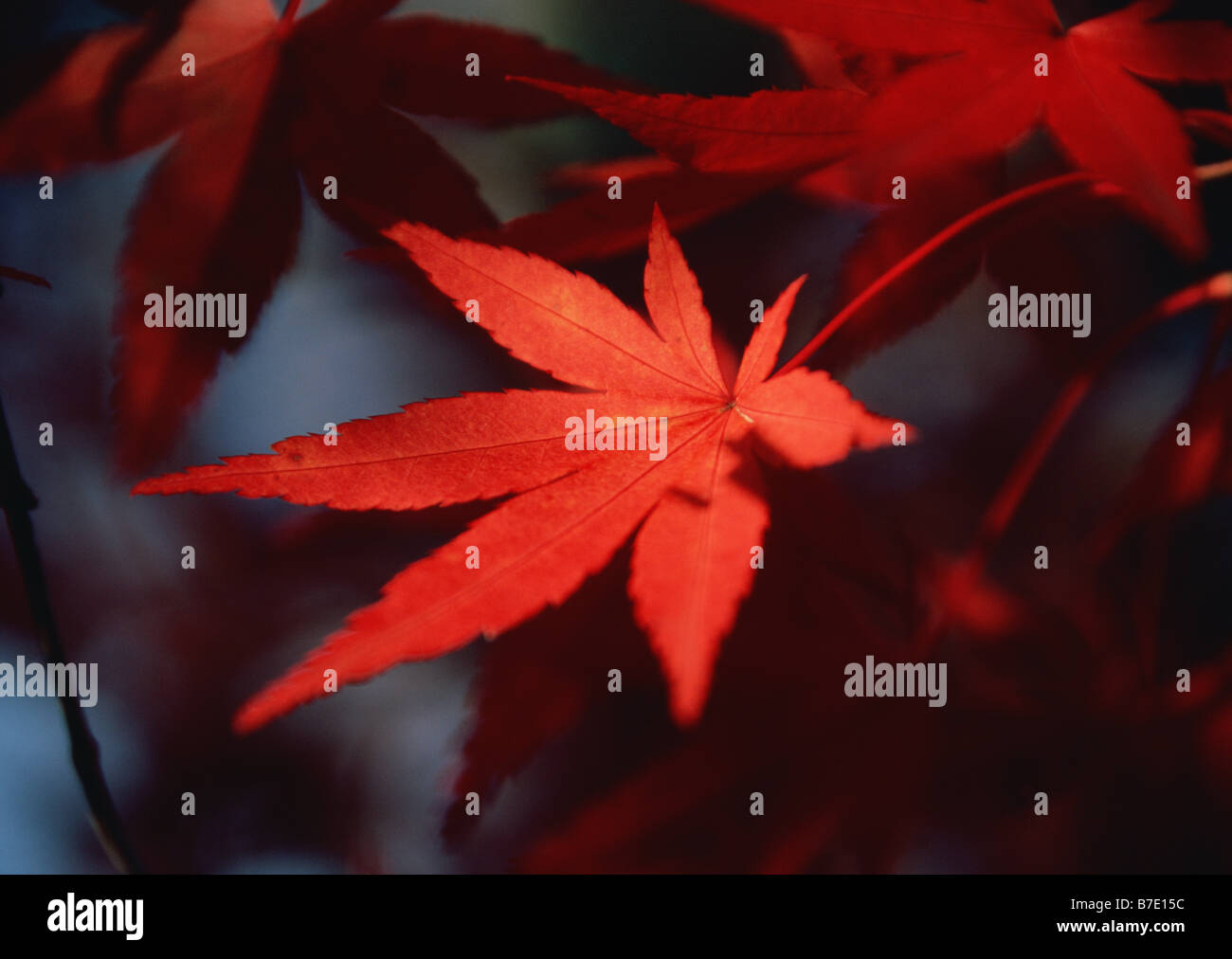 Red maple leaf Stock Photo - Alamy