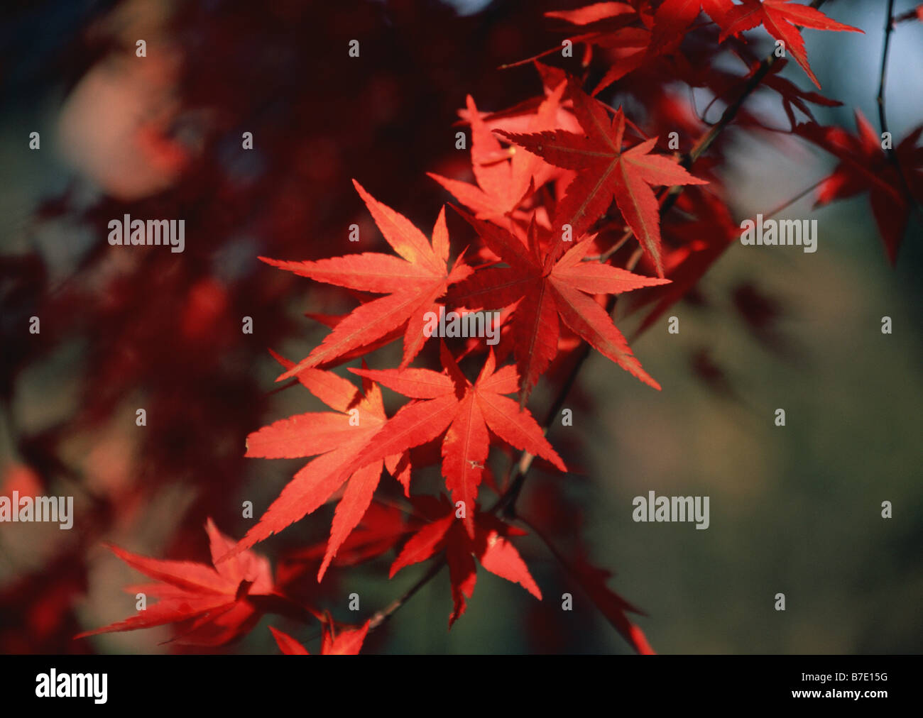 Red maple leaves Stock Photo - Alamy