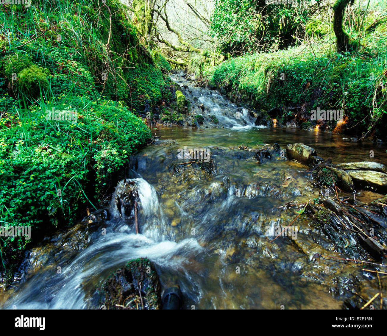 NATURAL STREAM WITH CRYSTAL CLEAR WATER Stock Photo - Alamy