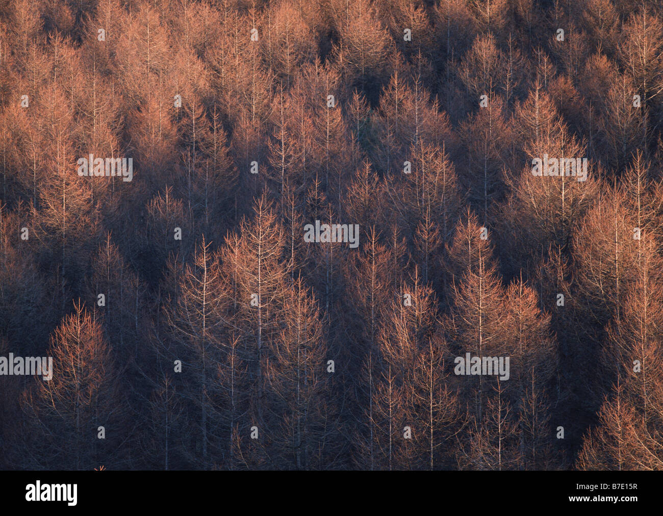 Pine tree forest Stock Photo - Alamy