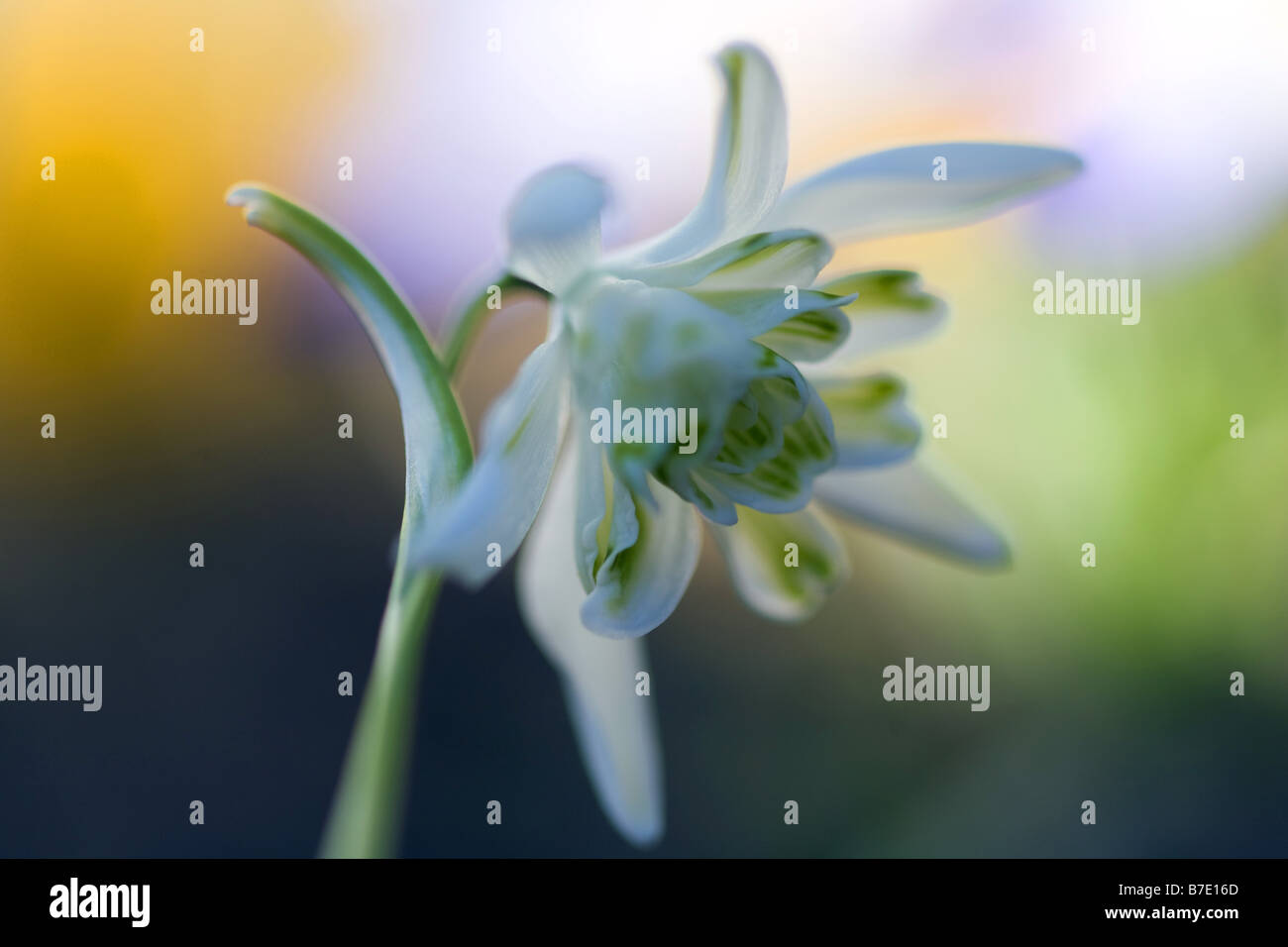 Filled flower hi-res stock photography and images - Alamy