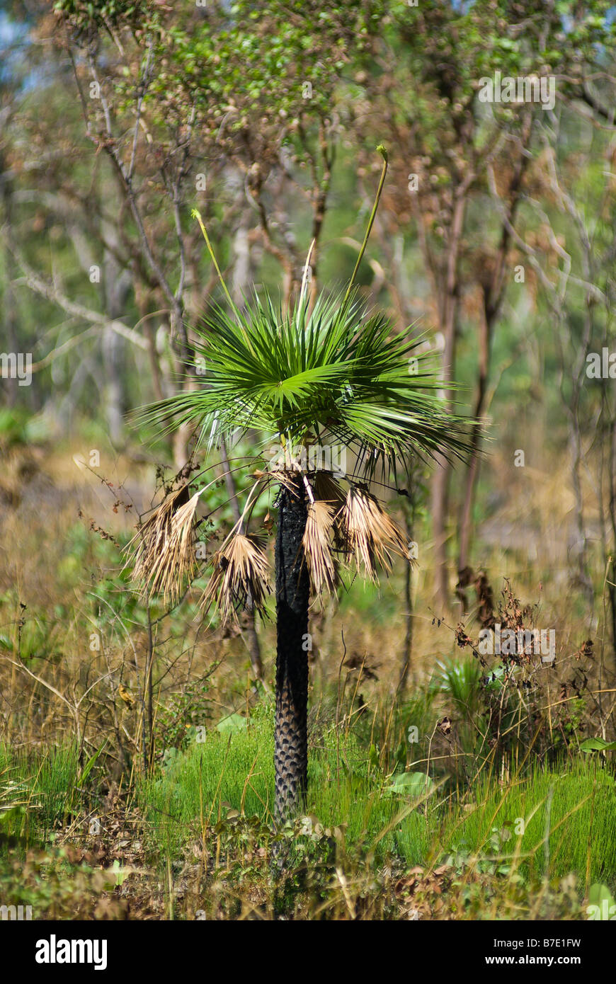 Pandanas hi-res stock photography and images - Alamy