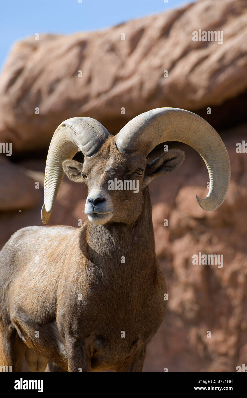 Male creature hi-res stock photography and images - Alamy