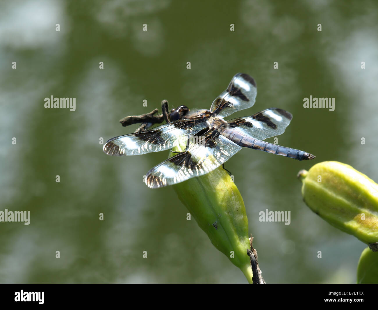 A twelve spotted skimmer dragonfly rests on a green leaf near a pond in ...
