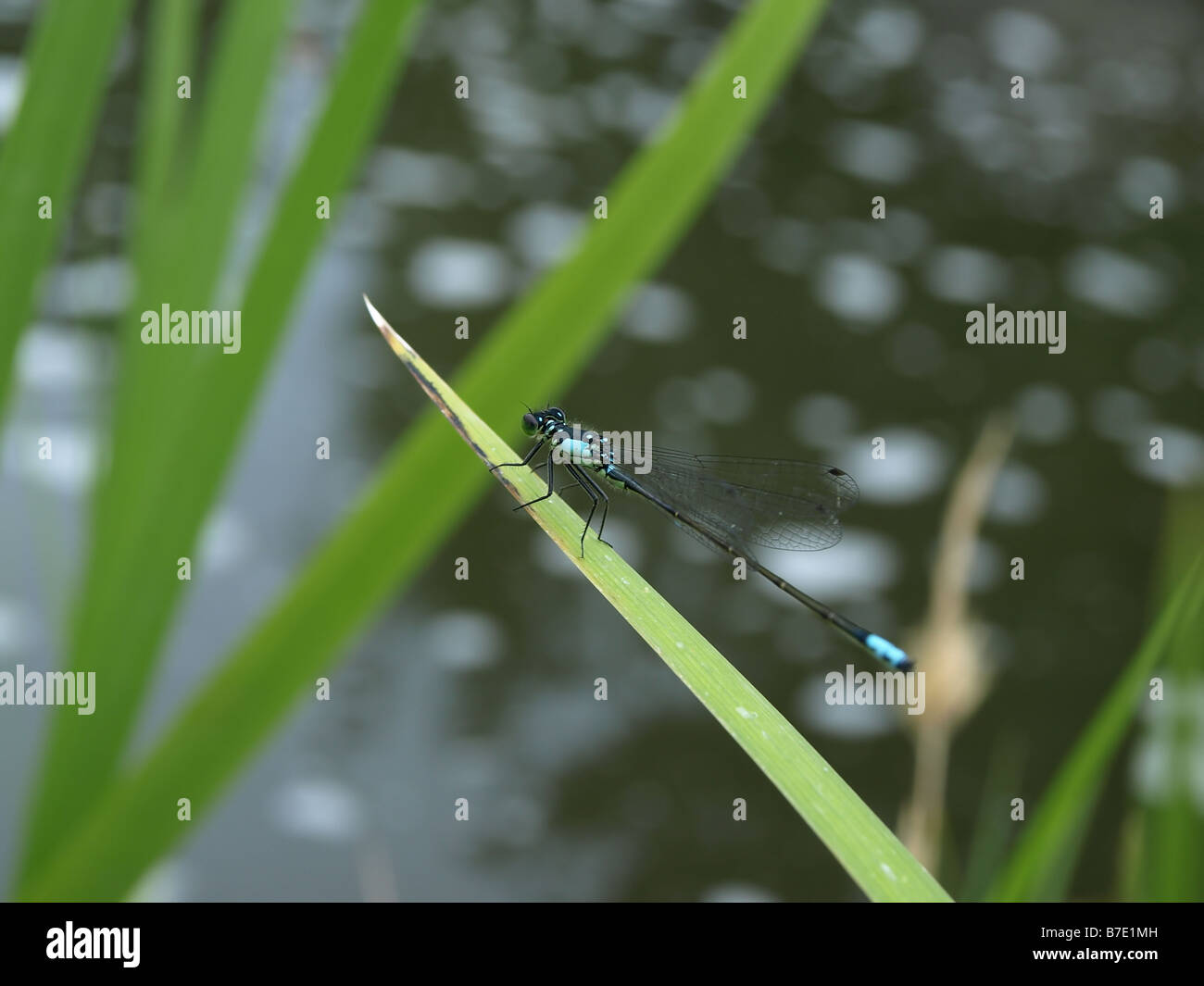 A Damselfly commonly known as a Blue Tailed Fly rests on a green leaf ...