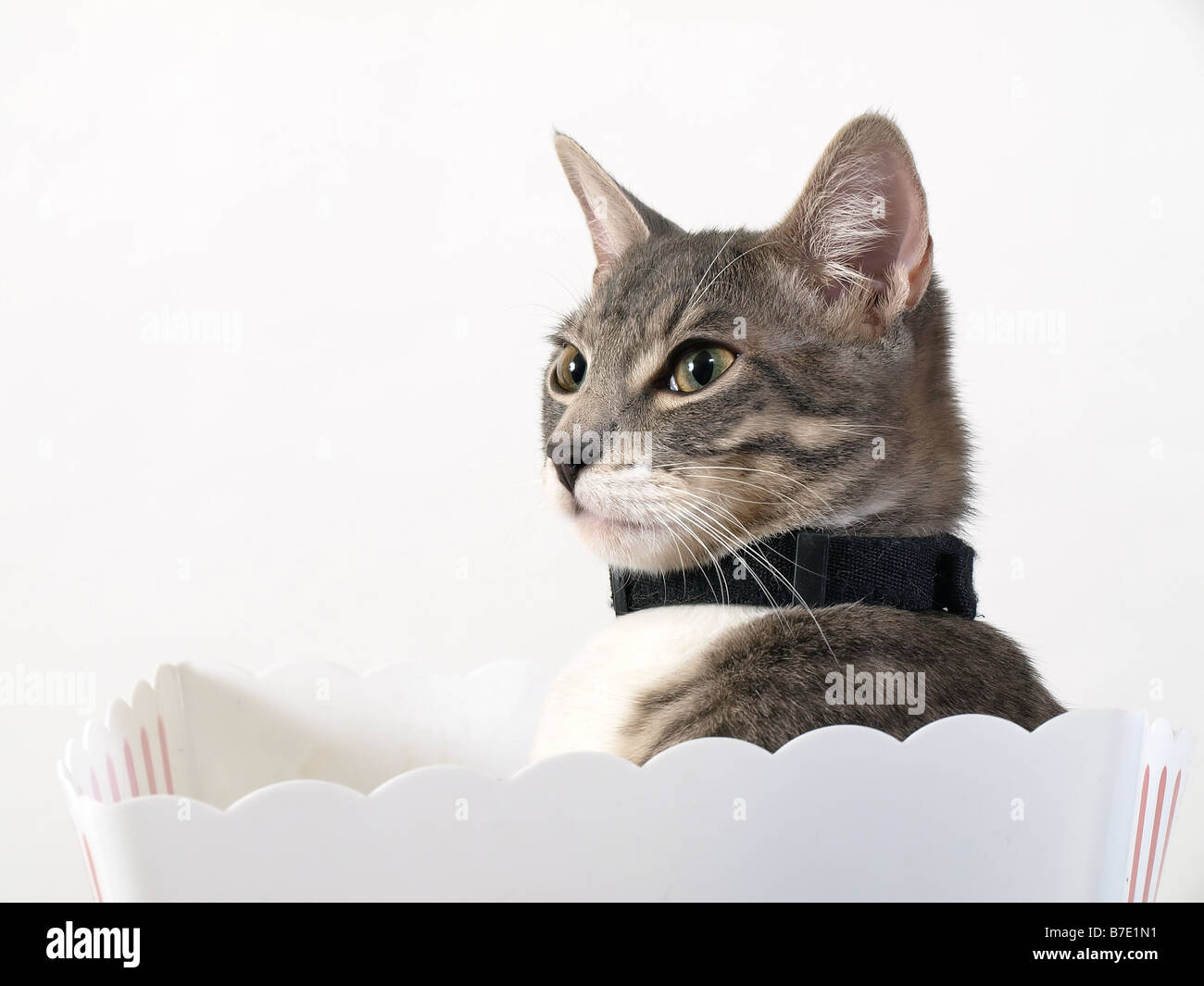 Distinguished cat hi-res stock photography and images - Alamy