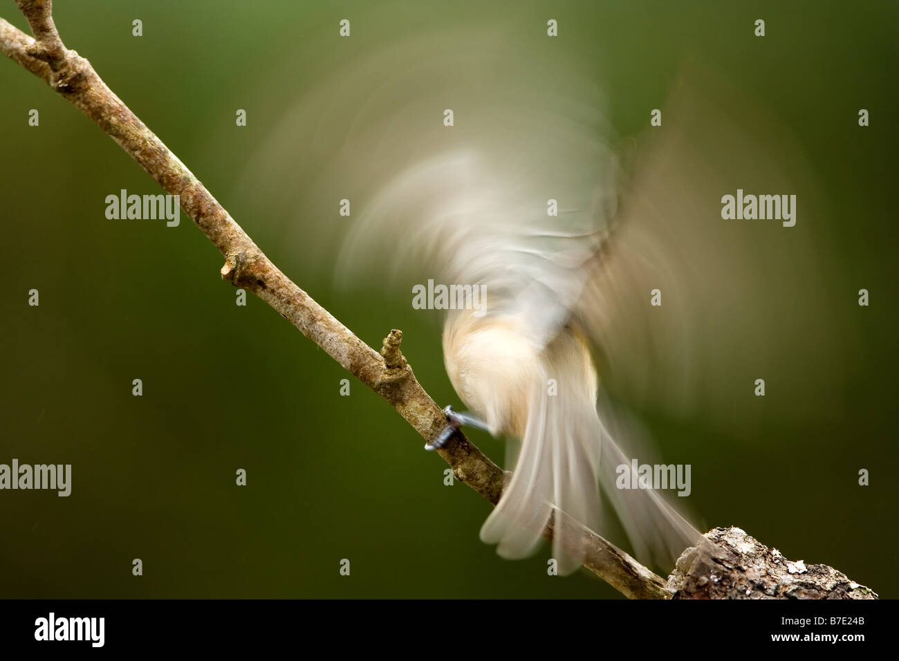 Flying bird hi-res stock photography and images - Alamy