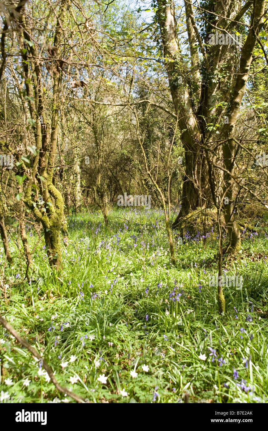 Spring bluebells in a wood in the Afon ( river) Dwyfor river valley ...