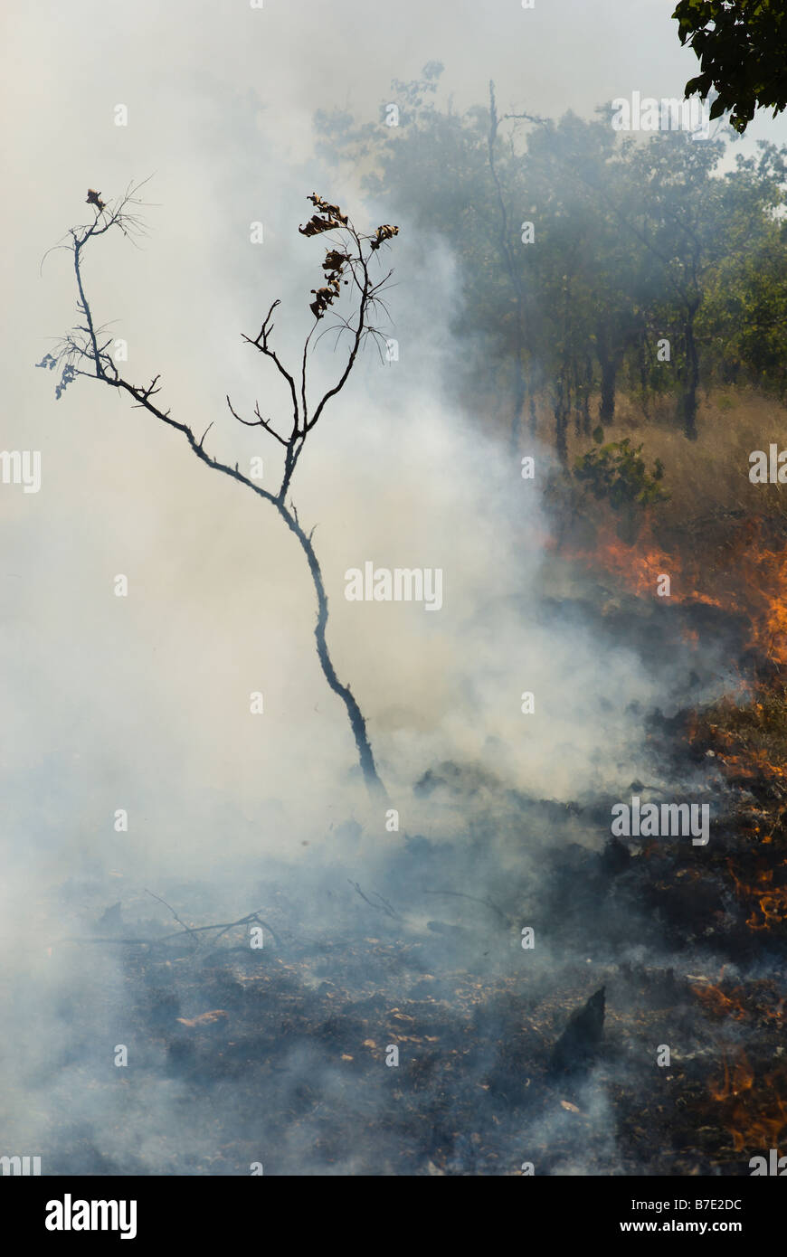Controlled bush fire in Kakadu National Park Stock Photo - Alamy
