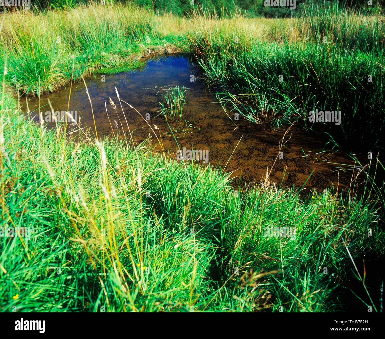 wildlife pond in autumn Stock Photo - Alamy