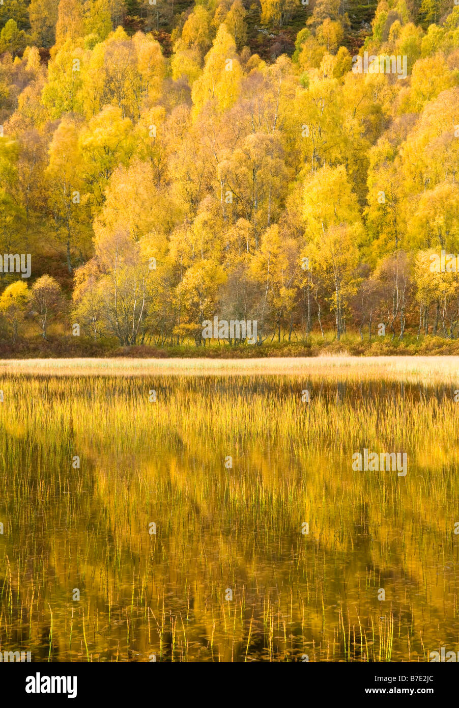Loch reflections, Cairngorms National Park, Highlands, Scotland, UK ...