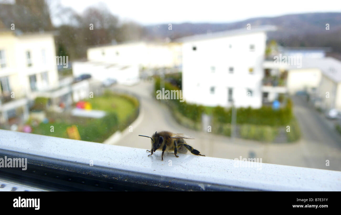 honey bee, hive bee (Apis mellifera), at window Stock Photo - Alamy