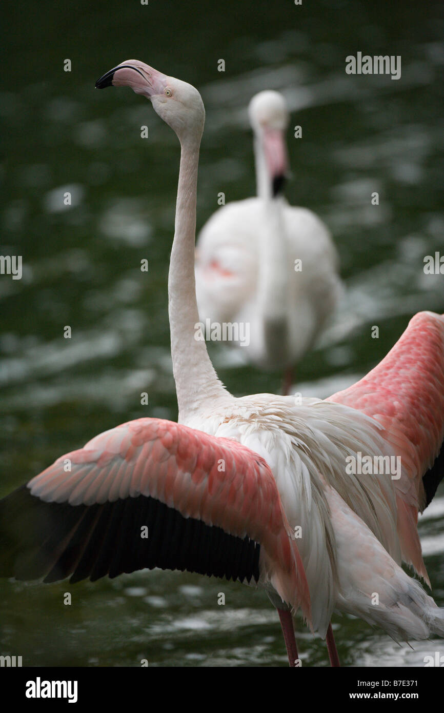 Pink flamingos flapping their wings Stock Photo - Alamy