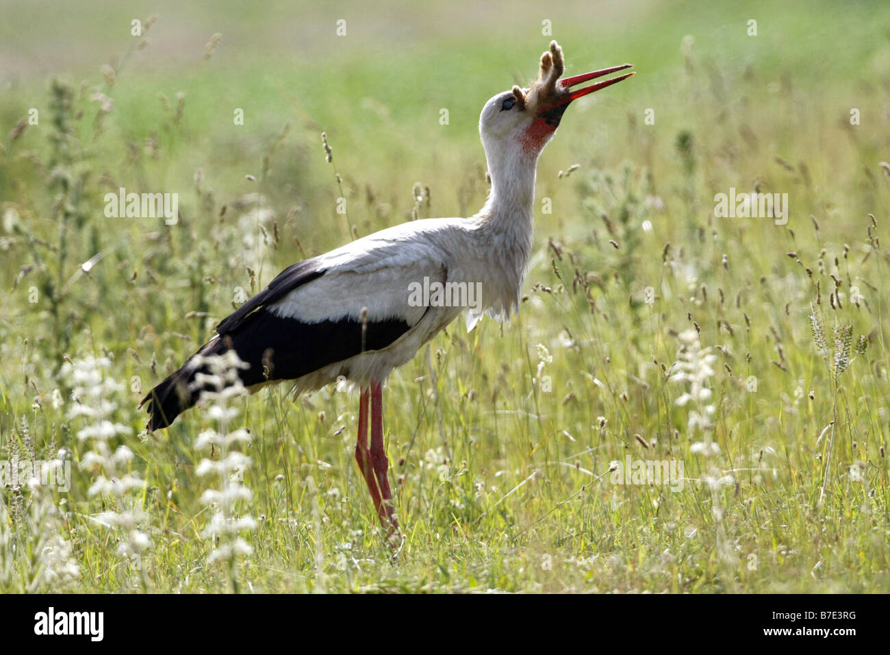 white stork (Ciconia ciconia), with captured rabbit, Austria ...