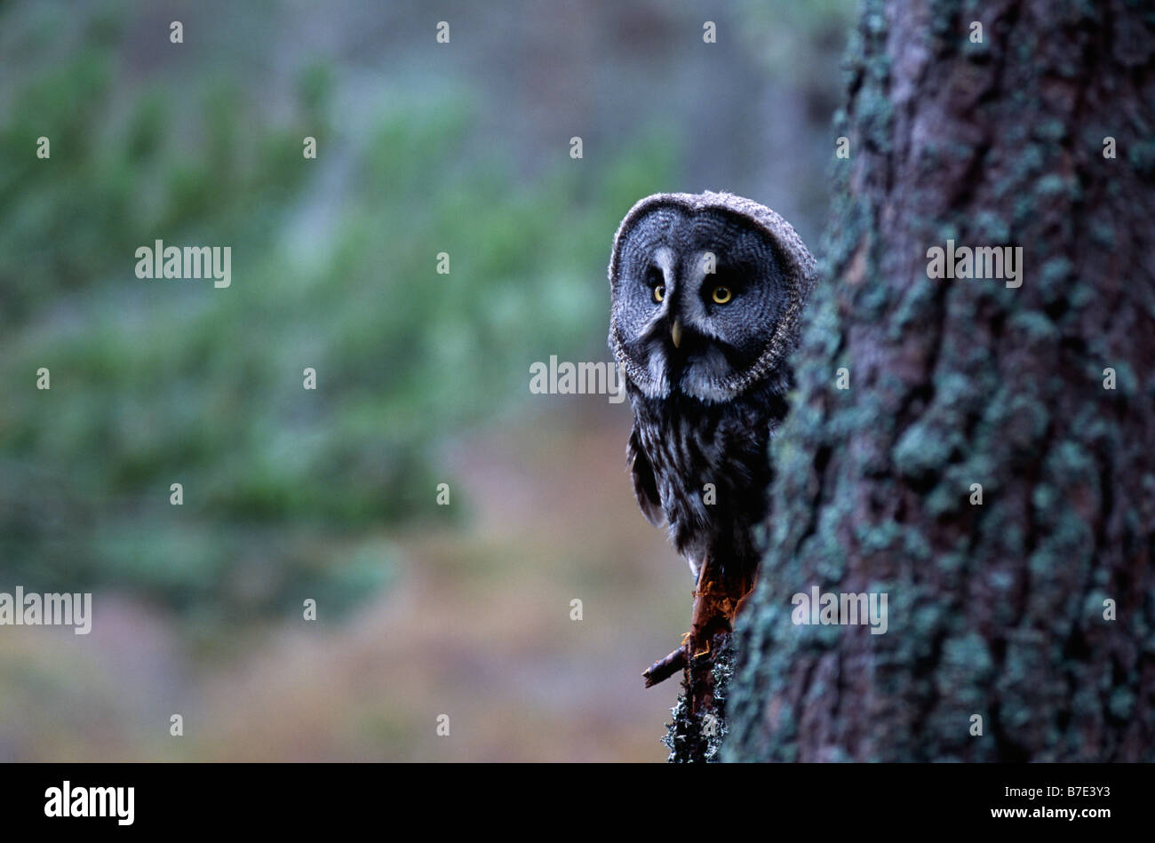 Peering around tree hi-res stock photography and images - Alamy