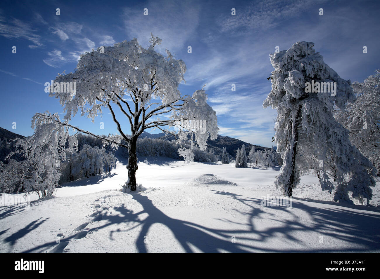 Beech, Winter landscape, Piana delle Viote, Bondone mountain, Trentino ...