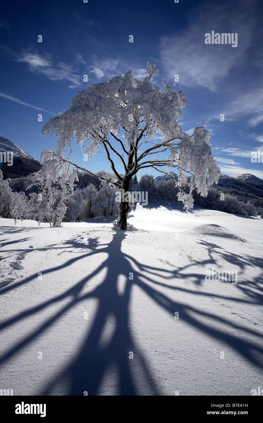 Beech, Winter landscape, Piana delle Viote, Bondone mountain, Trentino ...