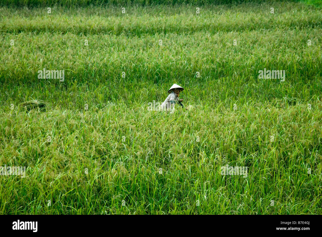 Vietnamese workers harvesting rice in the paddy fields of Vietnam Stock ...