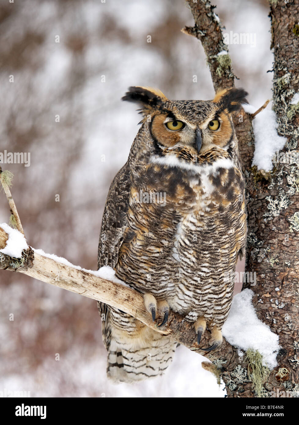 Full body shot of a Great Horned Owl perched in a snow covered tree ...