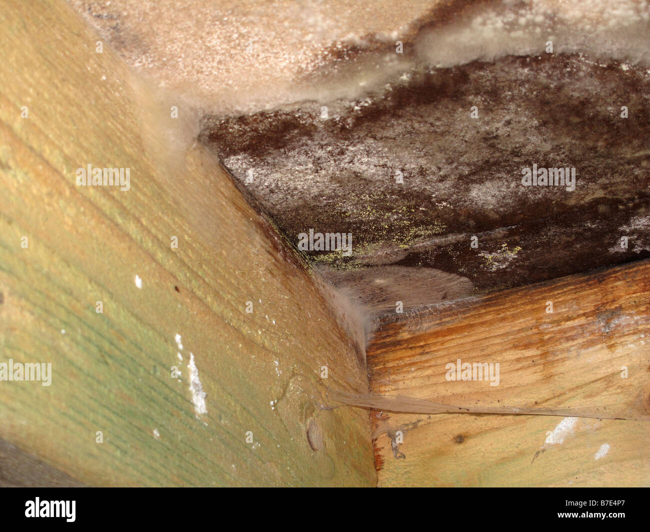 Dry rot timber hi-res stock photography and images - Alamy